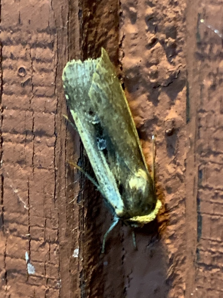 Flame-shouldered Dart from Dimondale, Eaton Co., MI, USA on September ...