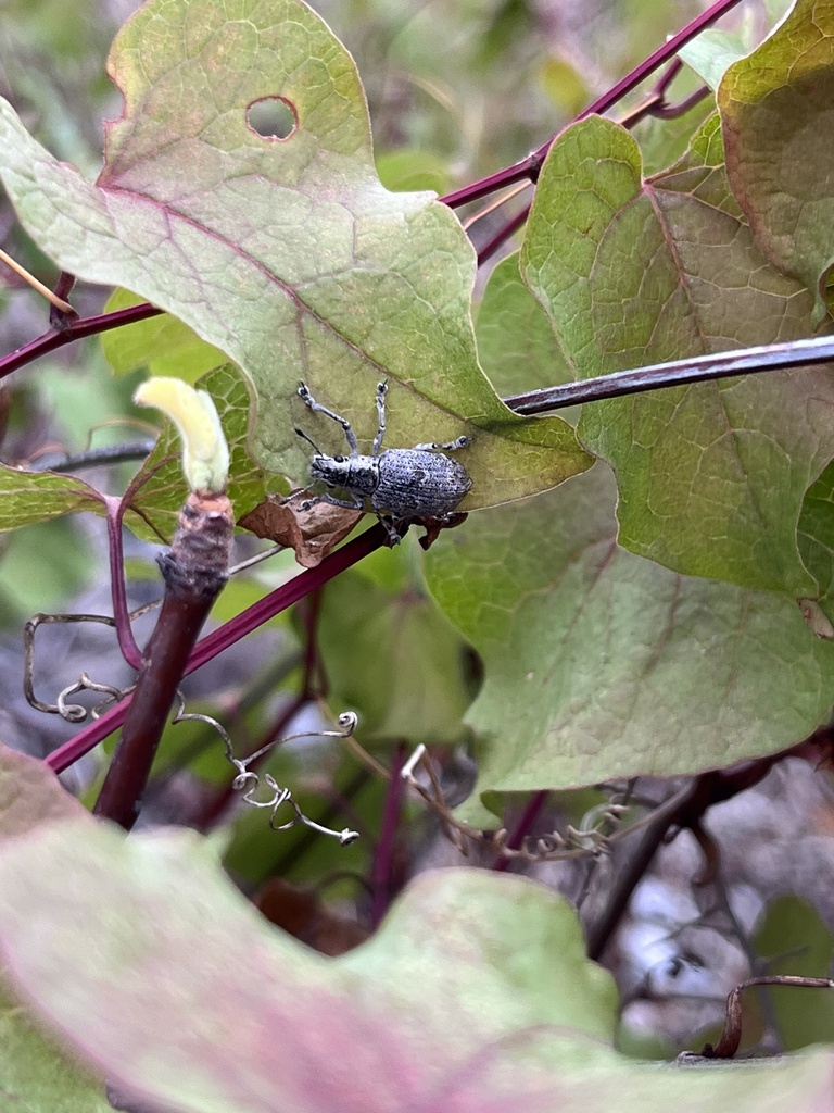 Ericydeus lautus from Parque Nacional Bahía de Loreto, Loreto, B.C.S ...