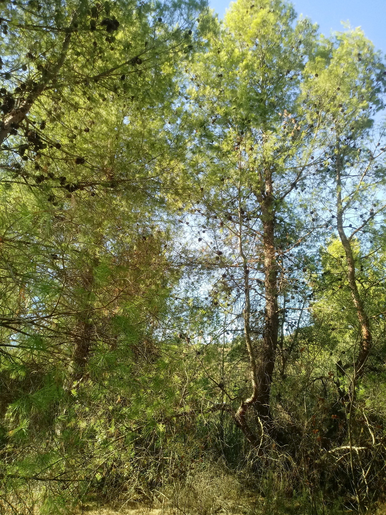 Aleppo pine in October 2020 by rachid74 · iNaturalist