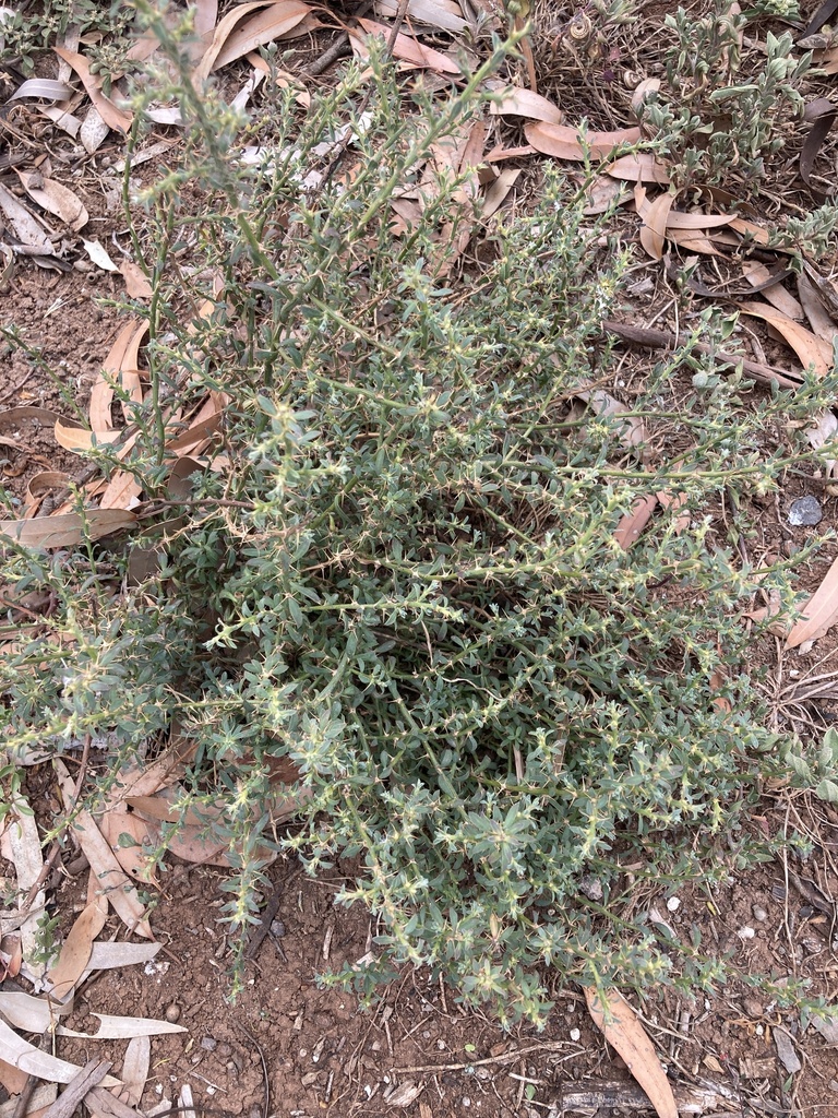 Black Roly-poly from Cranberry Cr, Manor Lakes, VIC, AU on November 17 ...