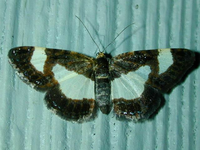 Common Spring Moth from Bedford Audubon Society, Katonah, NY, USA on ...