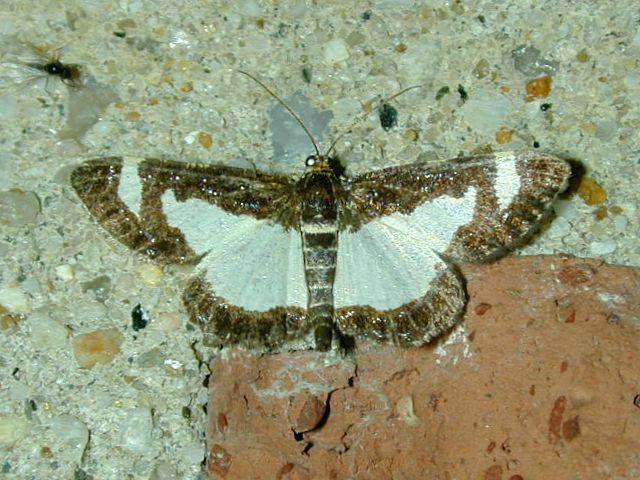 Common Spring Moth from My Back Yard, Queens, NY 11364, USA on June 14 ...