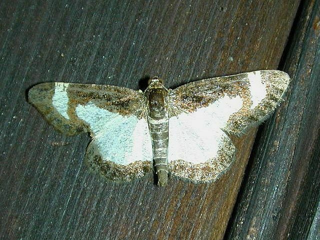 Common Spring Moth from Bear Mt., Orange County, NY, USA on June 10 ...