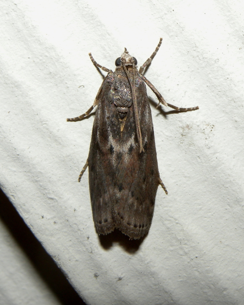 Black-spotted Leafroller Moth from Long Island, Southold, NY, US on May ...