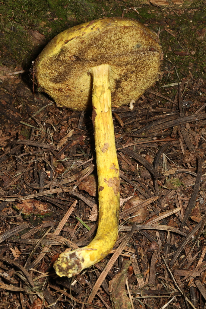 Pulveroboletus from Centre Hall, PA 16828, USA on August 5, 2023 at 03: ...