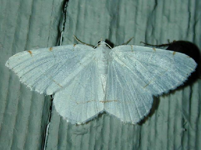 Lesser Maple Spanworm Moth from Bedford Audubon Society, Katonah, NY ...