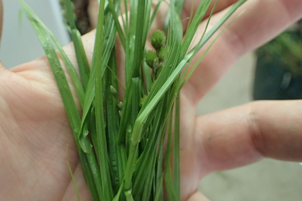 fescue sedge (Nash Prairie Plants List) · iNaturalist