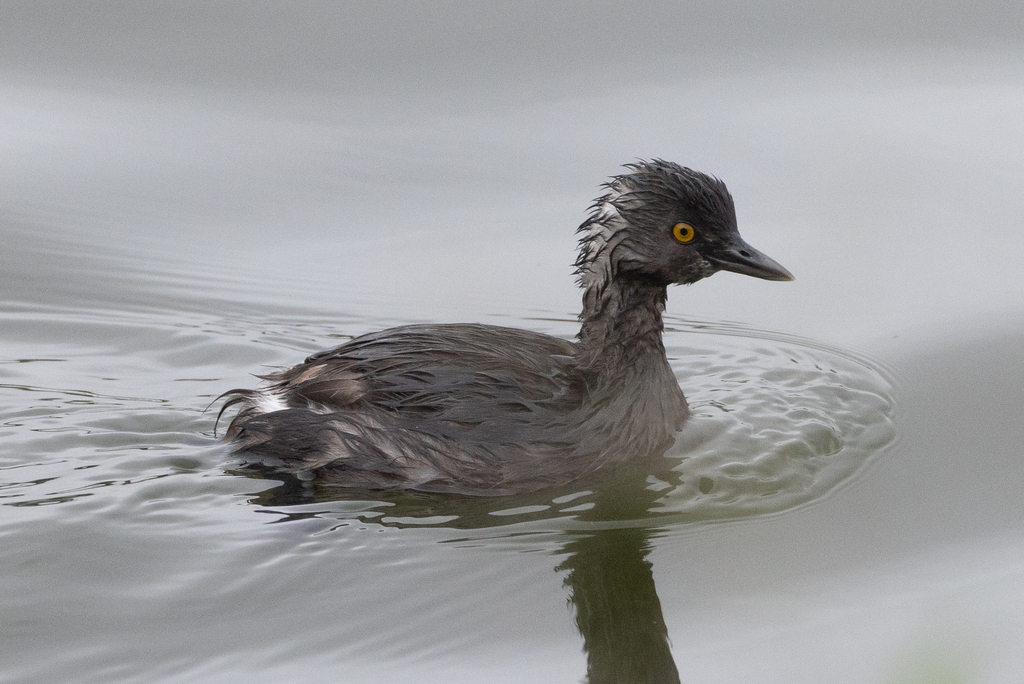 Least Grebe from Edinburg Scenic Wetlands, Texas, USA on November 11 ...
