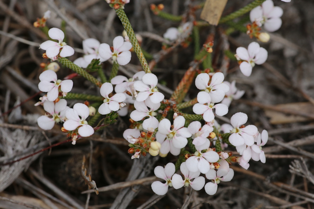 Stylidium preissii from Merivale WA 6450, Australia on November 13 ...