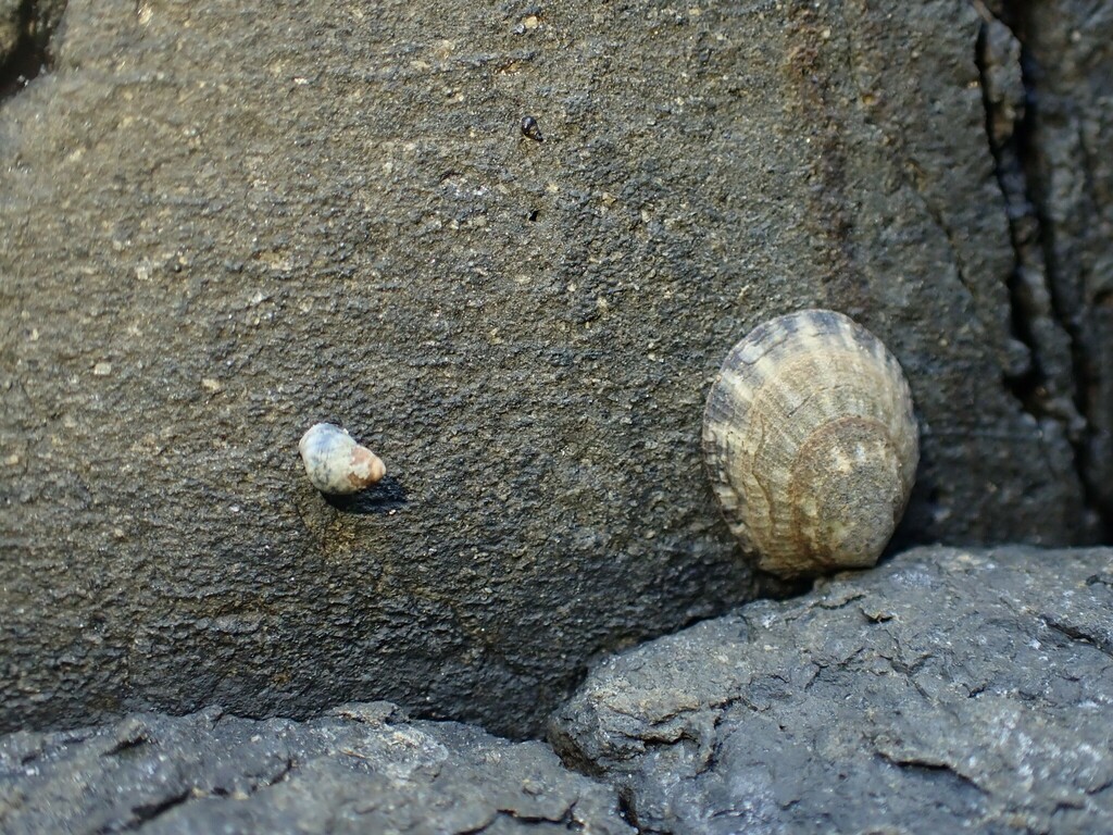 New Zealand Blue-banded Periwinkle from Región de Auckland, Nueva ...