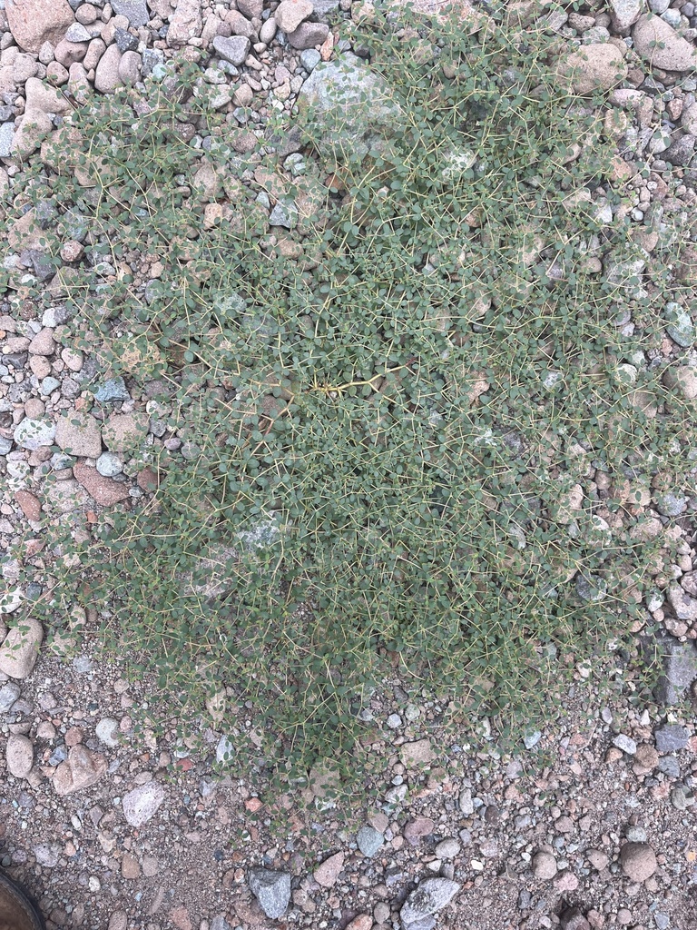 Arizona sandmat from Loreto, B.C.S., MX on November 16, 2023 at 12:01 ...