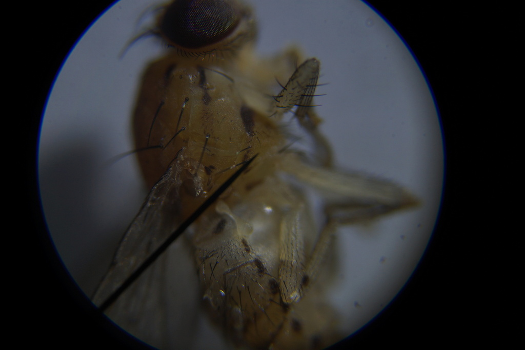 Acalyptrate Flies in November 2023 by Lucas Garriga · iNaturalist