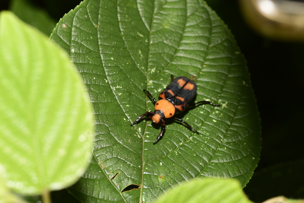 Clinterocera trimaculata from 衢州古田山 on September 6, 2023 at 12:27 PM by ...
