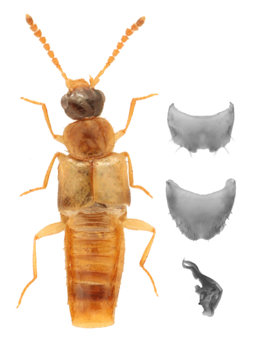 Gyrophaena gilvicollis · iNaturalist