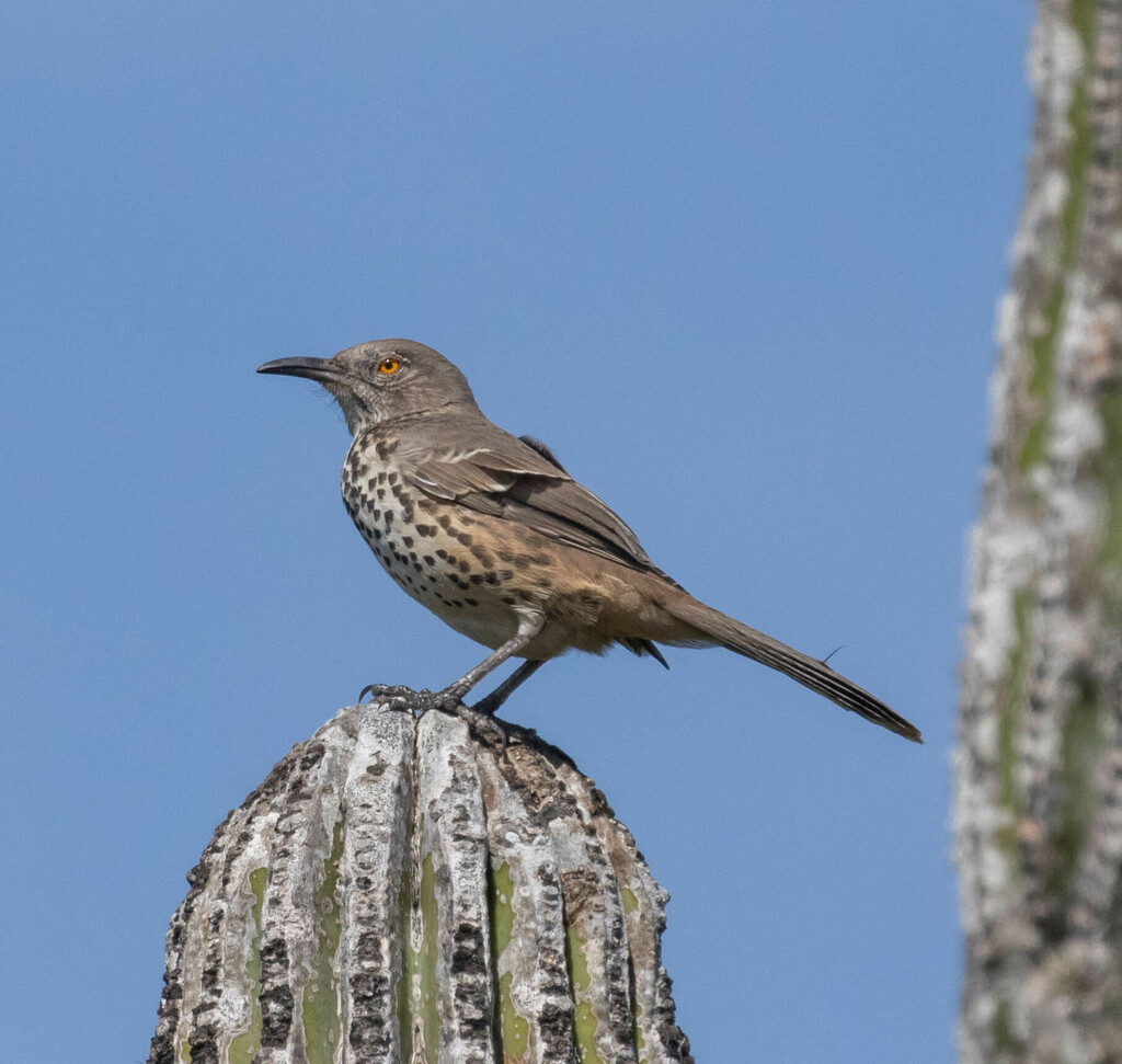 Gray Thrasher from Todos Santos Area, B.C.S., Mexico on November 15 ...