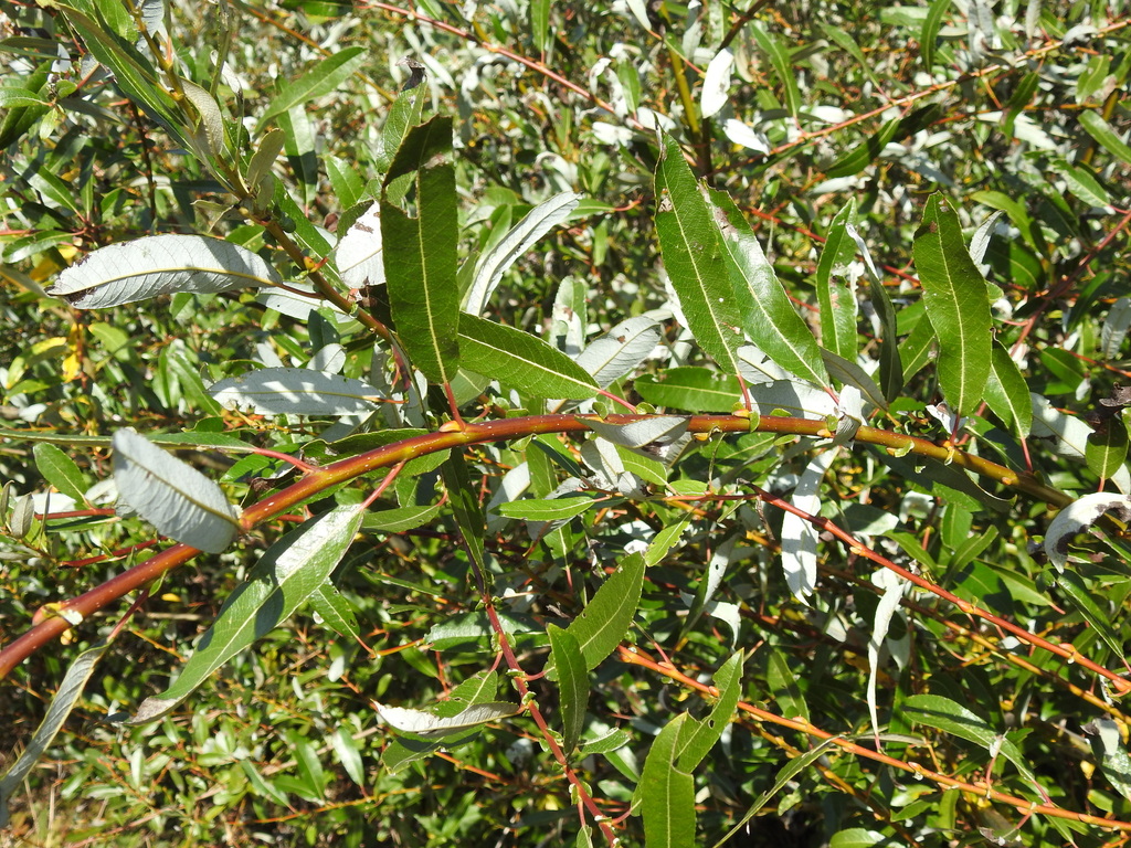 Arroyo Willow from Marin County, CA, USA on November 2, 2023 at 11:11 ...