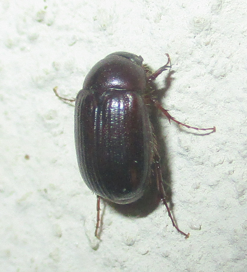 June Beetles from Serowe Botswana on November 9, 2023 by Botswanabugs ...