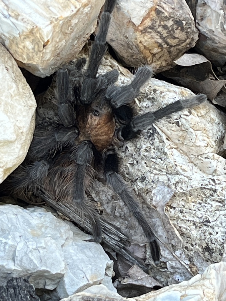 Texas Brown Tarantula from Trimble Flats Rd, Lakeview, AR, US on ...