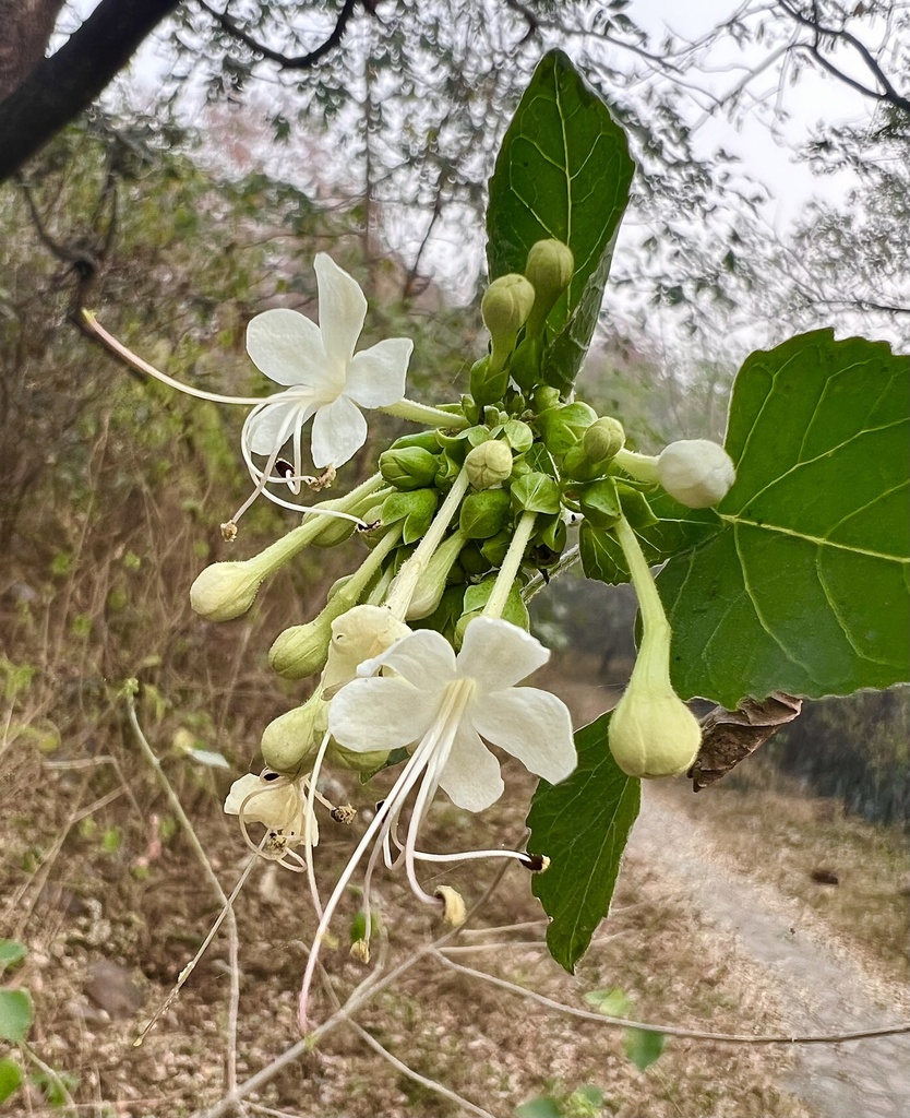 Clerodendrums from Central Ridge Forest Area, New Delhi, DL, IN on ...