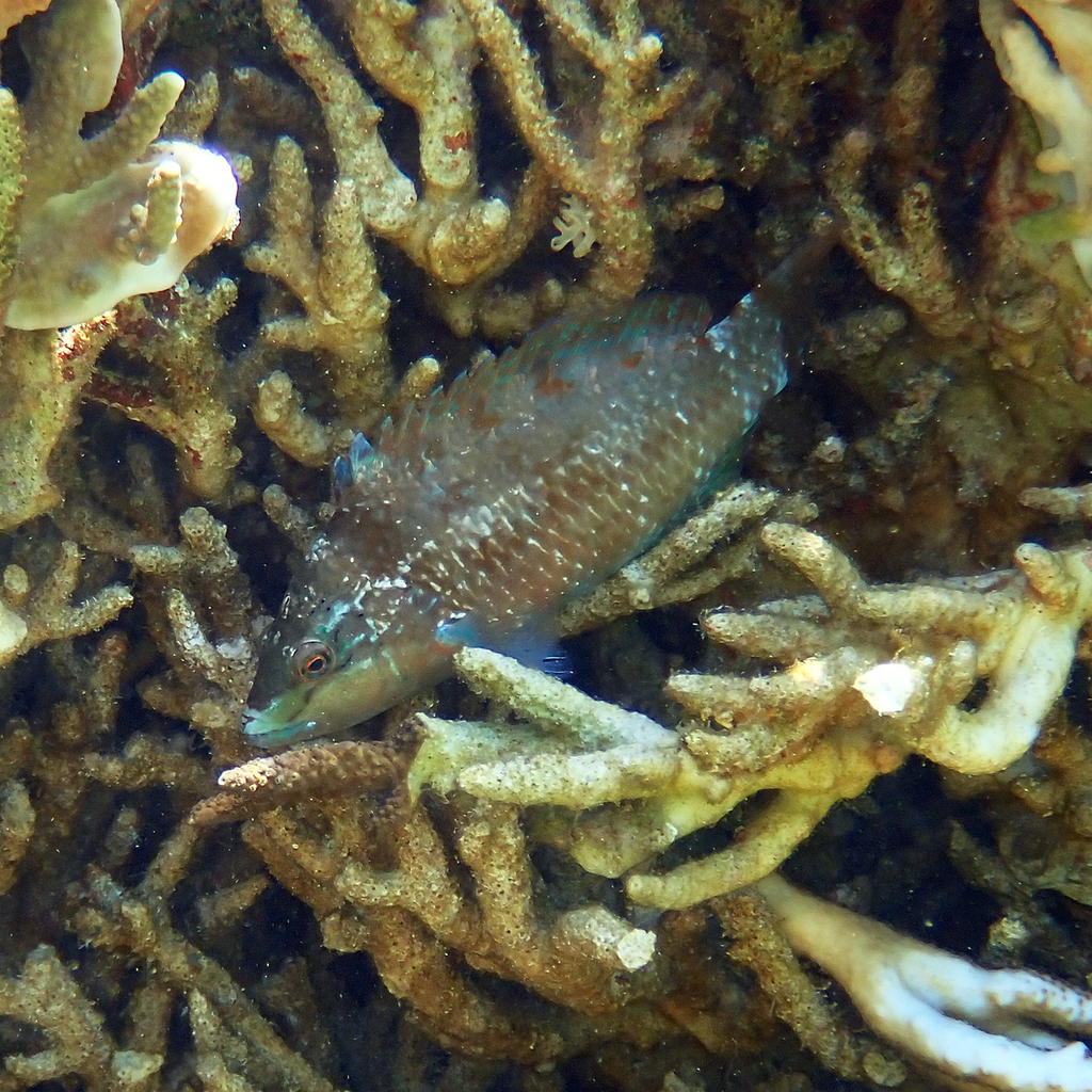 Luculent Wrasse from Emily Bay, Kingston 2899, Norfolk Island on ...