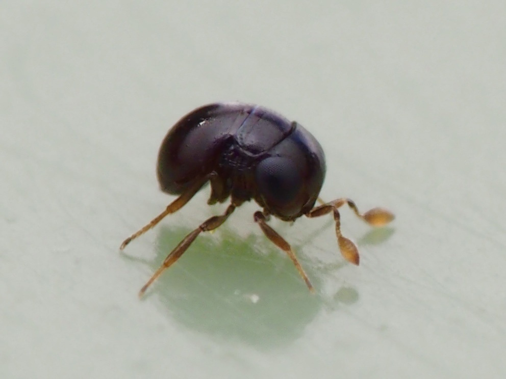 Baeus from North Island, Kaeo, Northland, NZ on November 17, 2023 at 02 ...