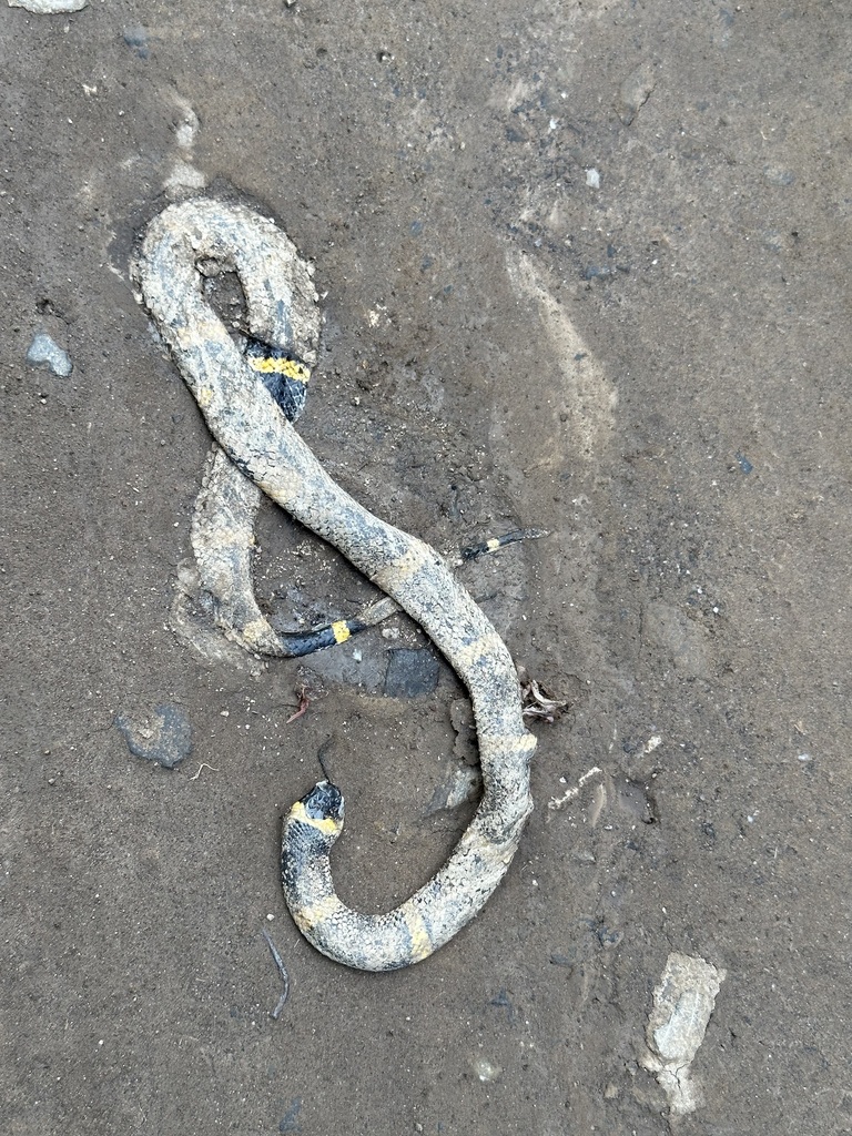Terrestrial Snail Sucker from Landa de Matamoros, Qro., México on ...