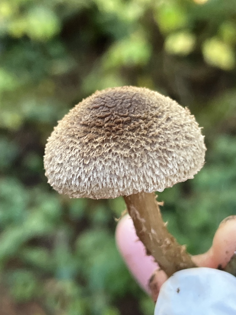 Inosperma from NE Hantwick Rd, Yacolt, WA, US on November 16, 2023 at ...