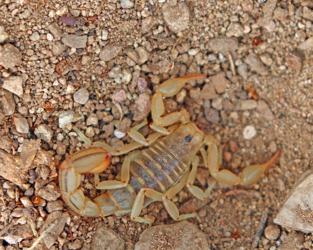 Stripe-tailed Scorpion from Canoa Ranch, AZ, USA on November 14, 2023 ...