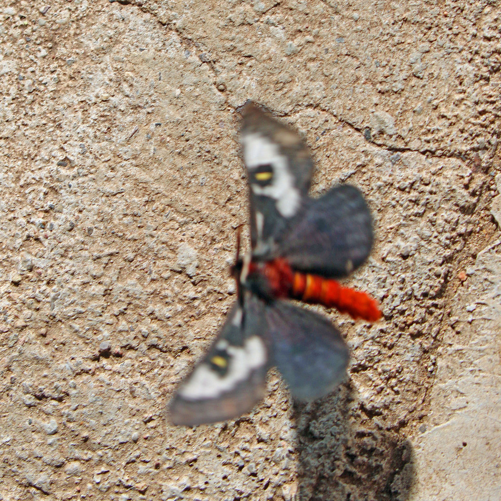 Juno Buckmoth from Canoa Ranch, AZ, USA on November 14, 2023 at 01:06 ...
