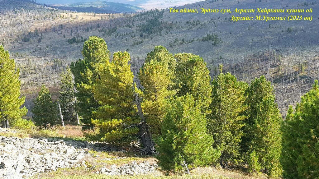Siberian pine from Erdene, Mongolia on September 4, 2023 at 03:05 PM by ...