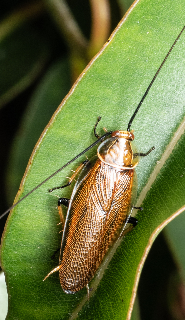 Balta bicolor from Manningham - West, AU-VI, AU on November 17, 2023 at ...