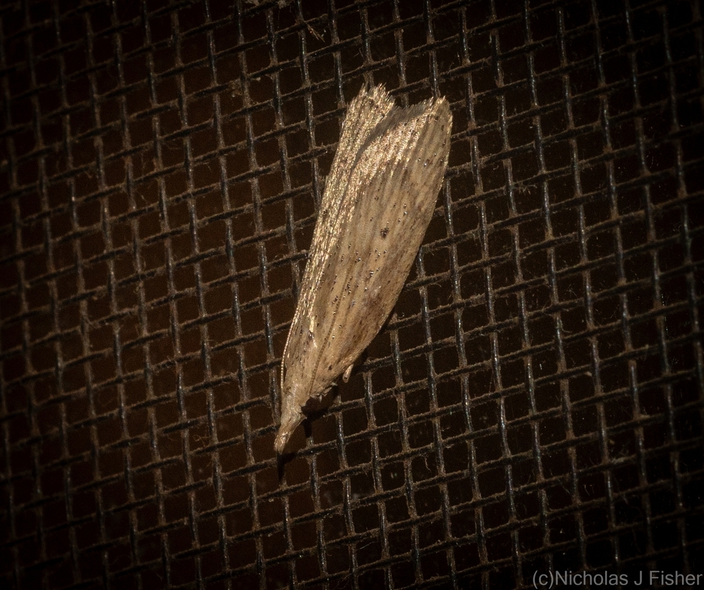 Lamoria idiolepida from Tamborine Mountain QLD 4272, Australia on ...