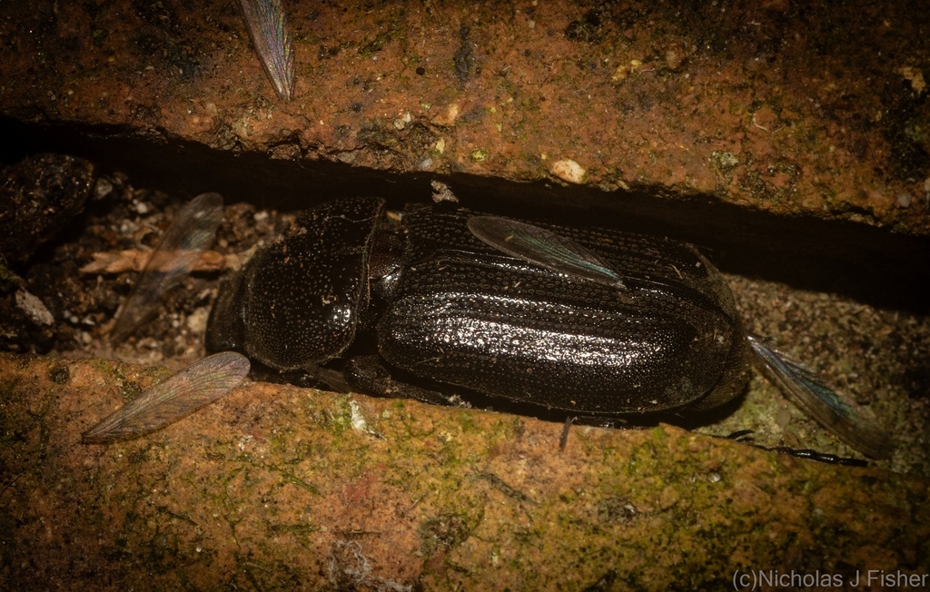 Cryptodus from Tamborine Mountain QLD 4272, Australia on October 16 ...