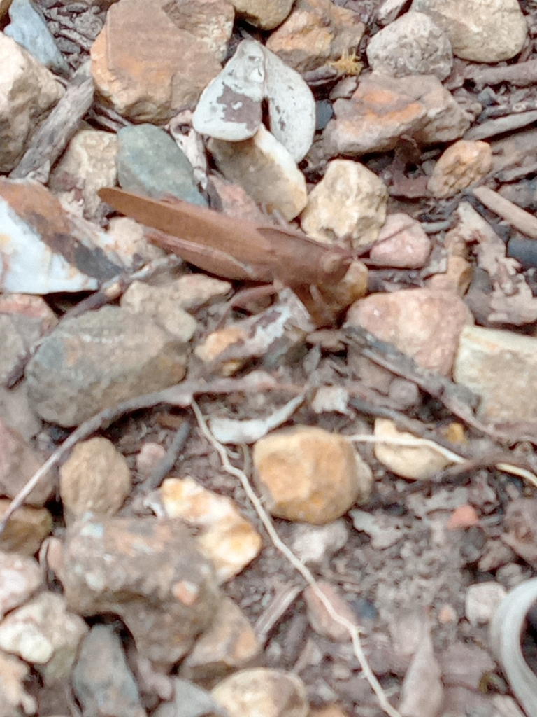 Gumleaf Grasshoppers from Park Orchards VIC 3114, Australia on November ...