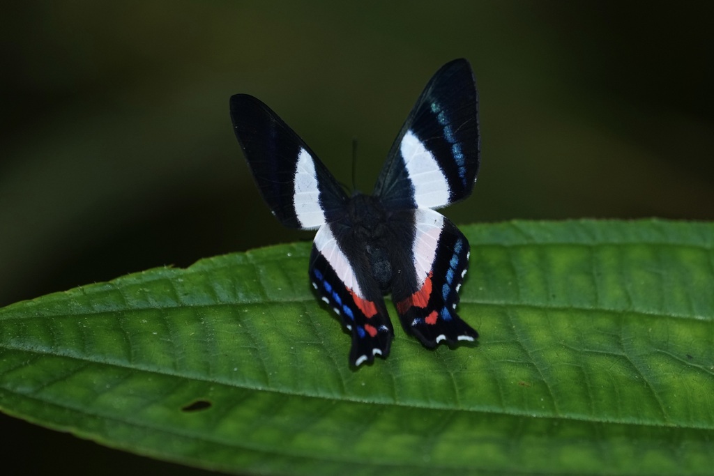 Ancyluris formosissima from Topo, Ecuador on November 13, 2023 at 10:43 ...