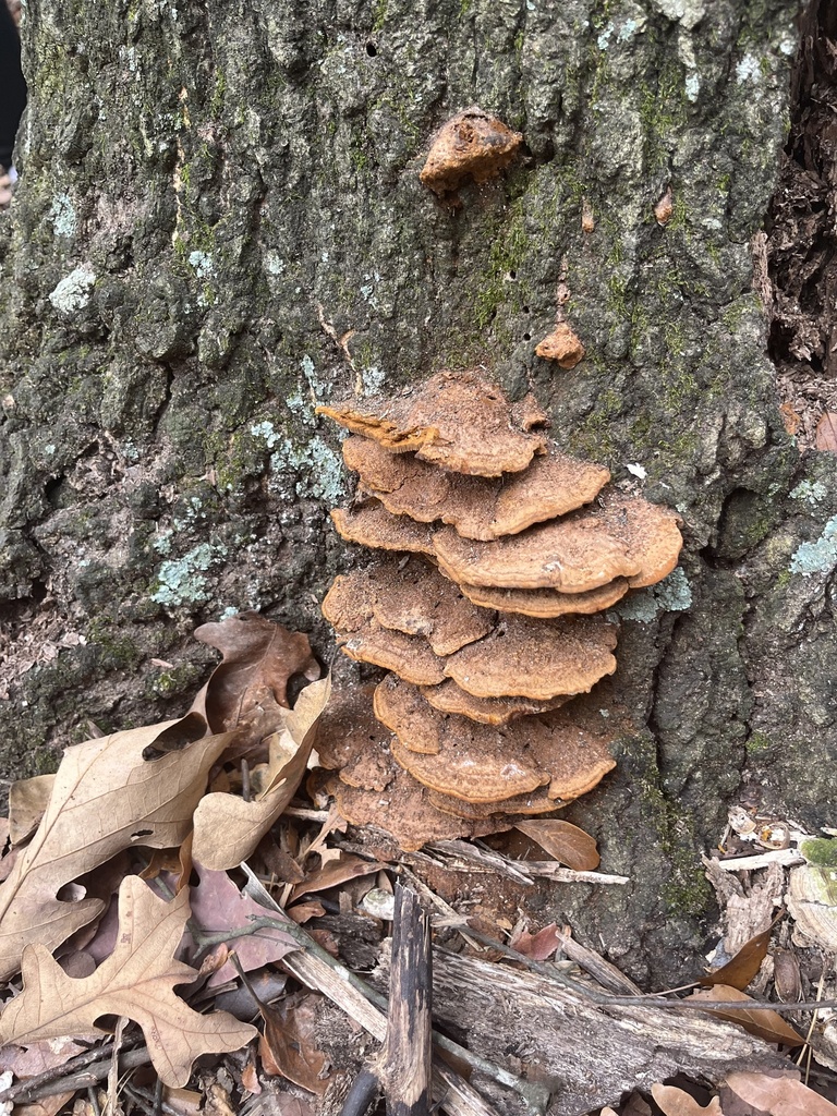 Mustard Yellow Polypore from Bob Jones University, Greenville, SC, US ...