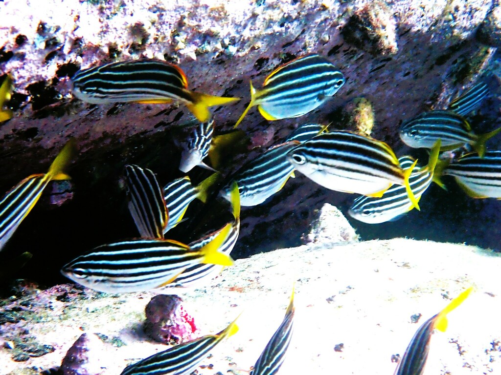 Australian Mado from Sydney NSW, Australia on May 29, 2023 at 11:59 AM ...