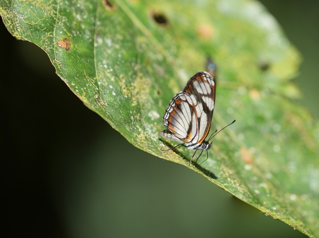 Eresia letitia from Topo, Ecuador on November 13, 2023 at 11:27 PM by ...