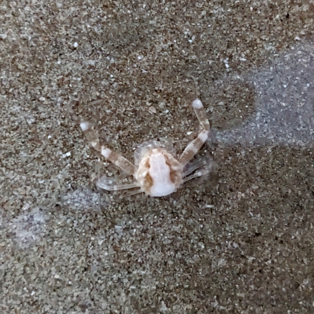 Ryphila cancellus from X2VM+VXP, Palolem, Canacona, Goa 403702, India ...