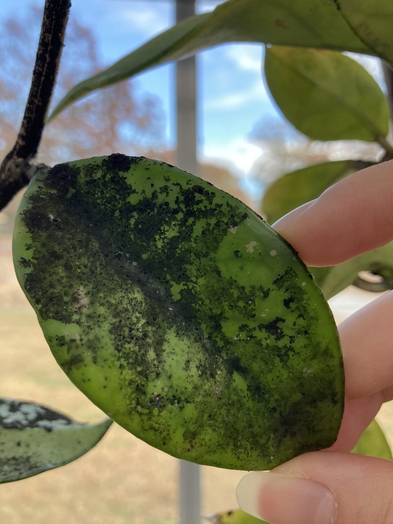 Aithaloderma citri from Bob Jones University, Greenville, SC, US on ...