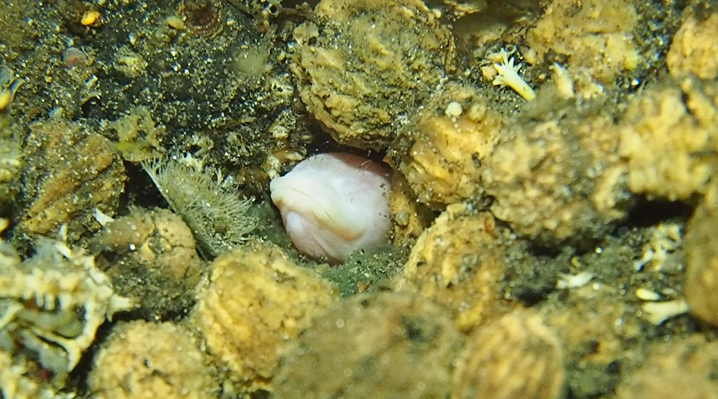 Blind Swamp Eel from Abalá, Yuc., México on May 24, 2023 at 11:10 PM by ...