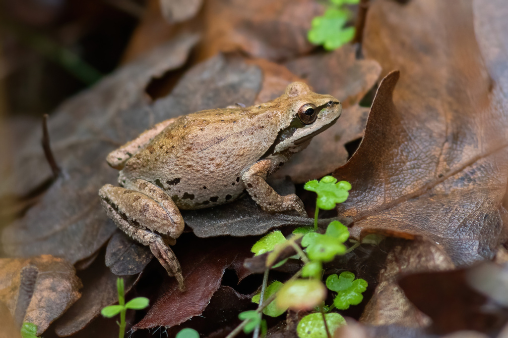 Northern Pacific Tree Frog from Benton County, OR, USA on November 16 ...