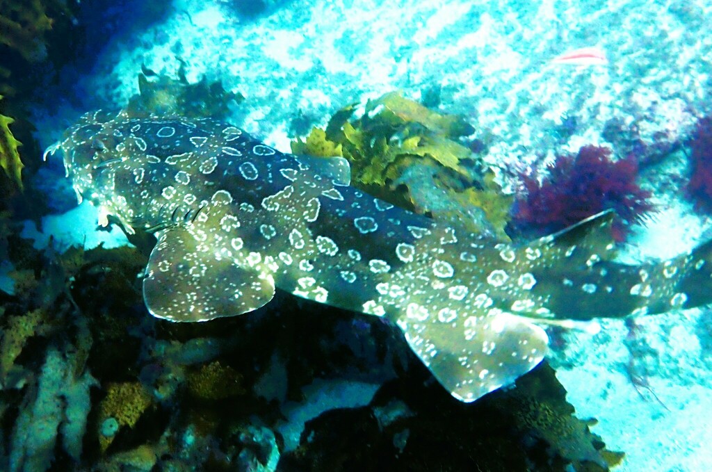 Spotted Wobbegong from 21 Cape Solander Dr, Kurnell NSW 2231, Australia ...
