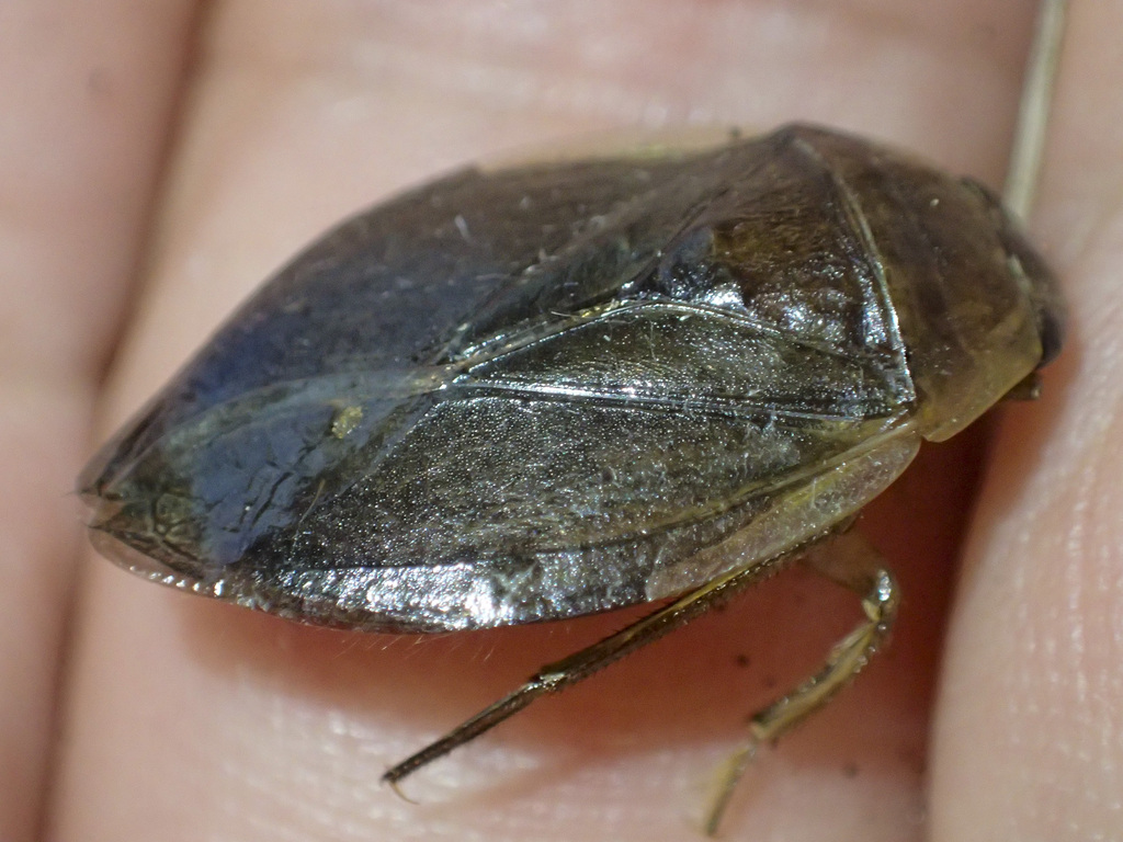 Diplonychus eques from Won Wron VIC 3971, Australia on February 7, 2016 ...