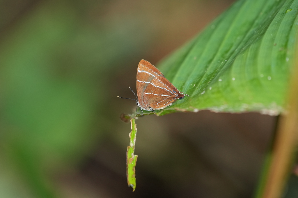 Ianusanta ianusi from Topo, Ecuador on November 13, 2023 at 11:54 PM by ...
