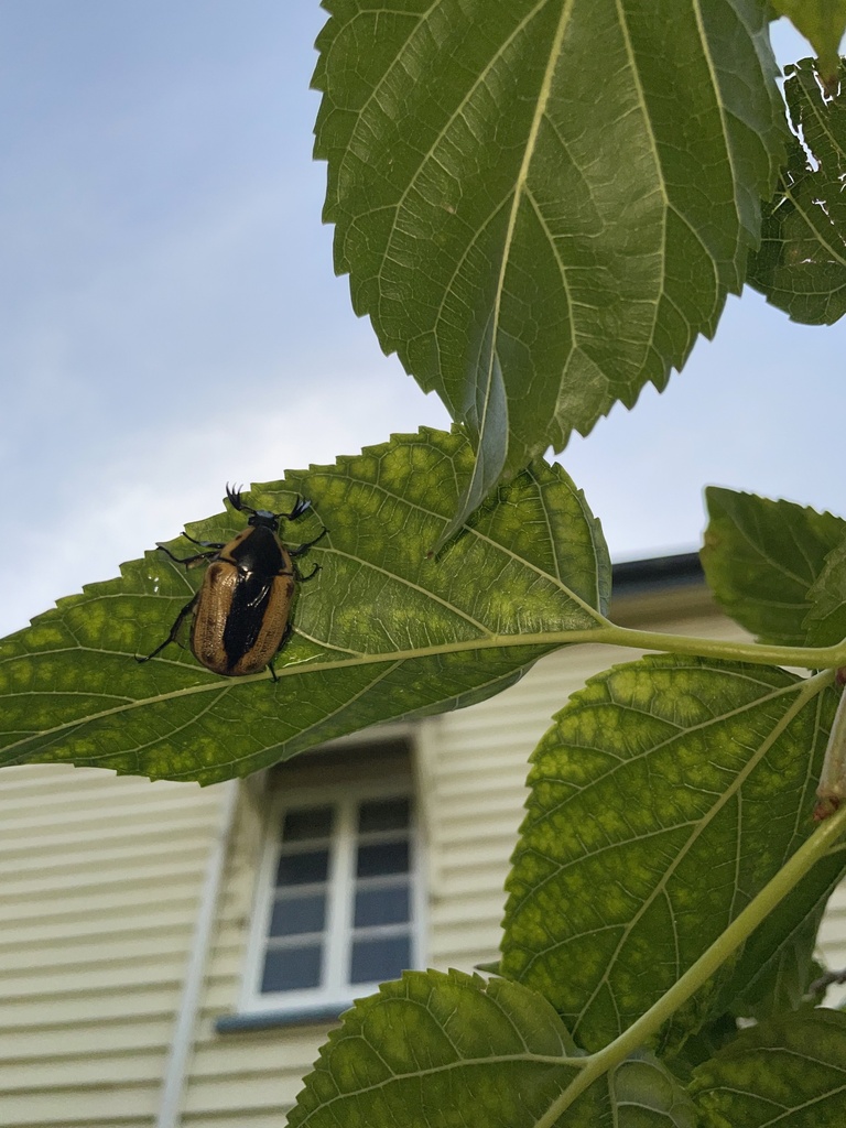 Cowboy Beetle from Forest St, Moorooka, QLD, AU on November 17, 2023 at ...