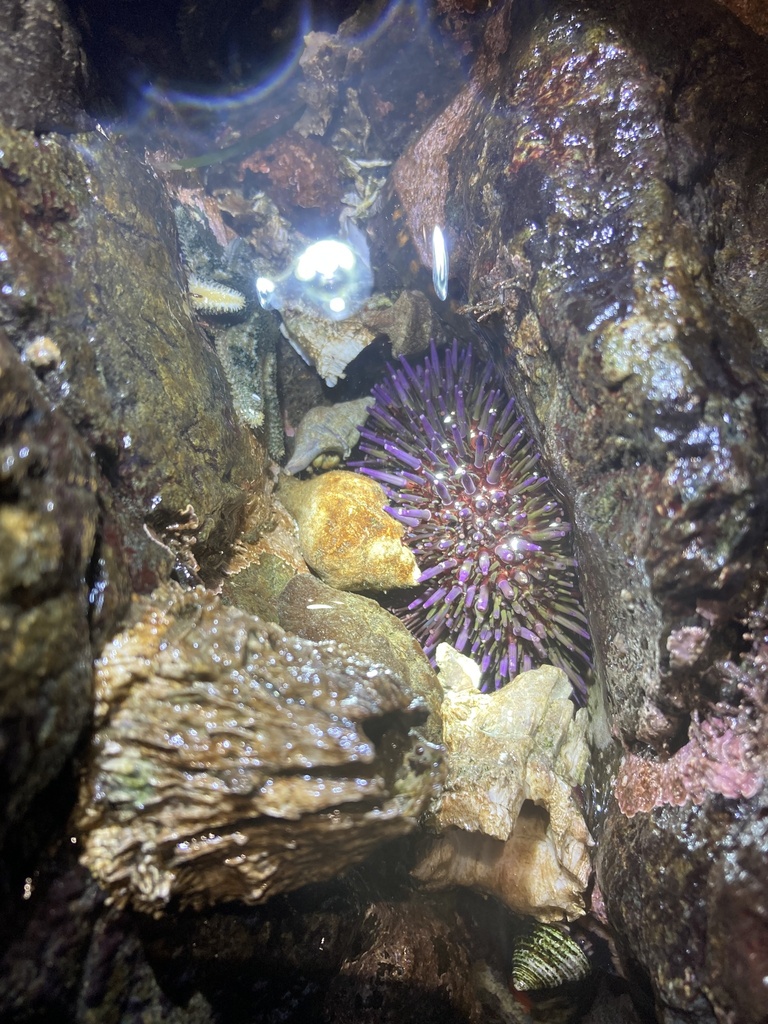 Pacific Purple Sea Urchin from Juan de Fuca Strait, Capital, BC, CA on ...