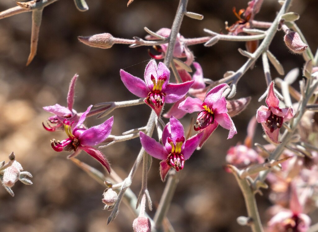 White Rhatany from Joshua Tree National Park, San Bernardino ...