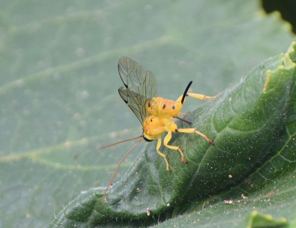 Xanthopimpla punctata from Bommalapura, Karnataka 571103, India on ...