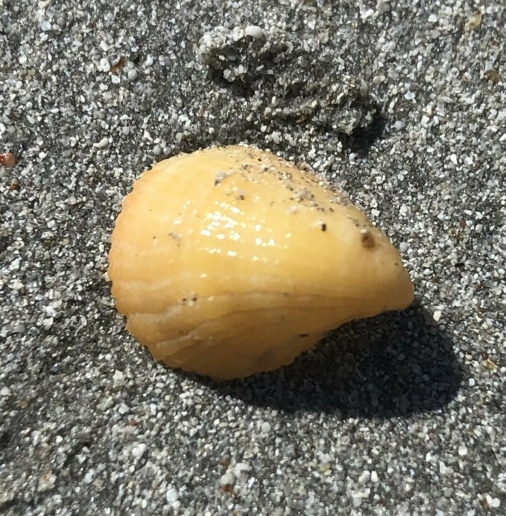 Cone-shaped Hoof Shell from Kingston District Council, SA, Australia on ...